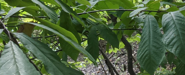 Quaker Delight :: Growing Pawpaw